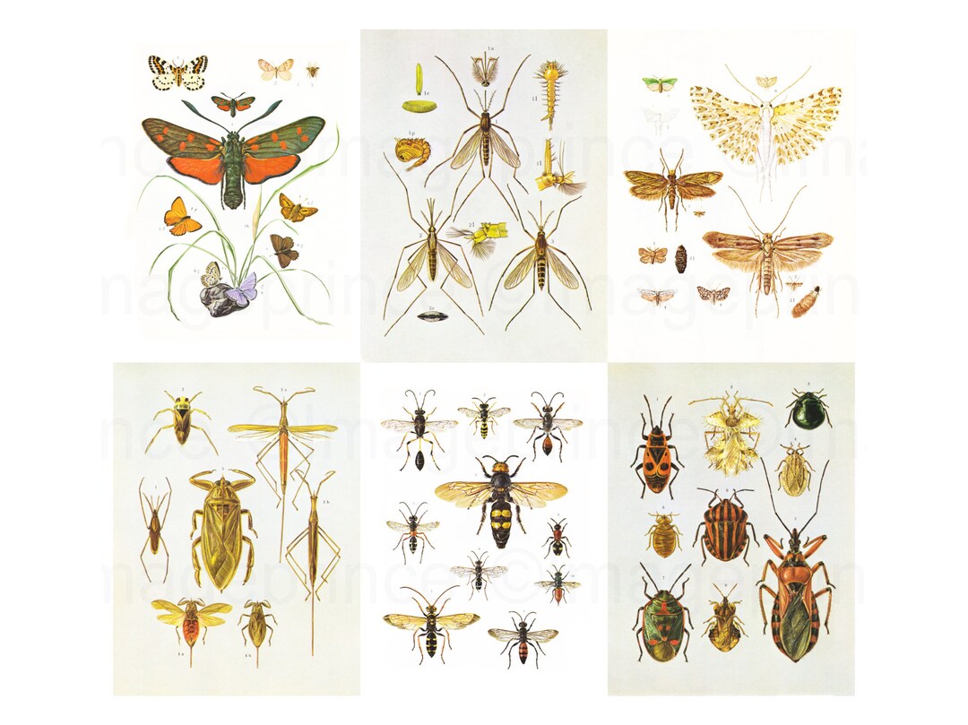 Vintage Insect Illustrations Printable - Beetles, Crane Flies, Moths ...