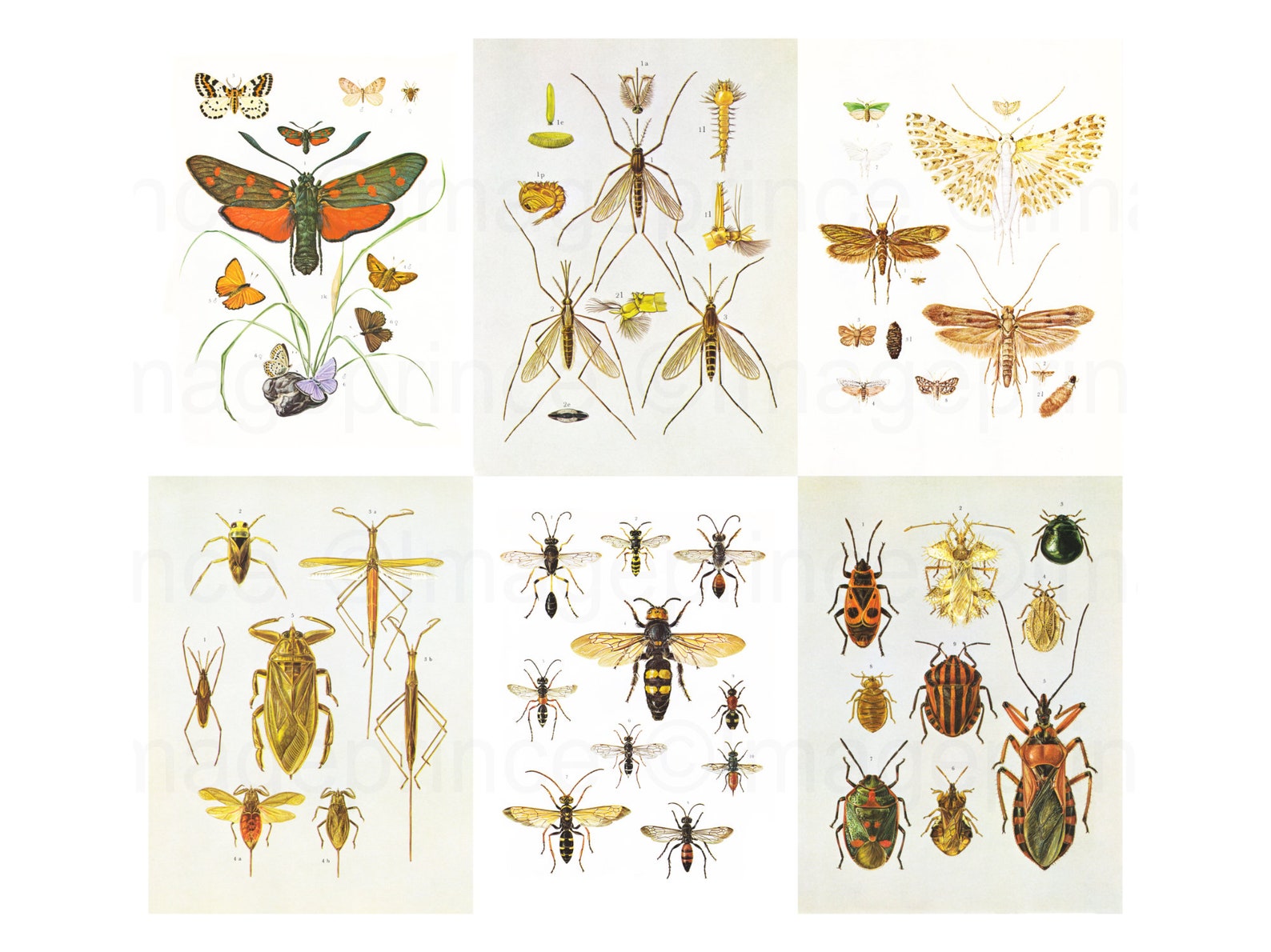 Vintage Insect Illustrations Printable - Beetles, Crane Flies, Moths ...