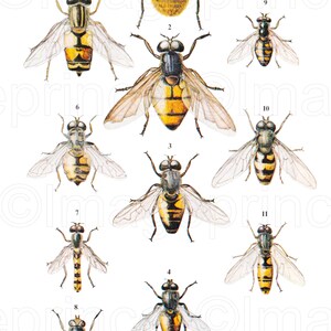 Insect Collage Sheets With Butterflies, Ladybugs, Beetles, Bees ...