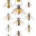 Insect Collage Sheets With Butterflies, Ladybugs, Beetles, Bees ...