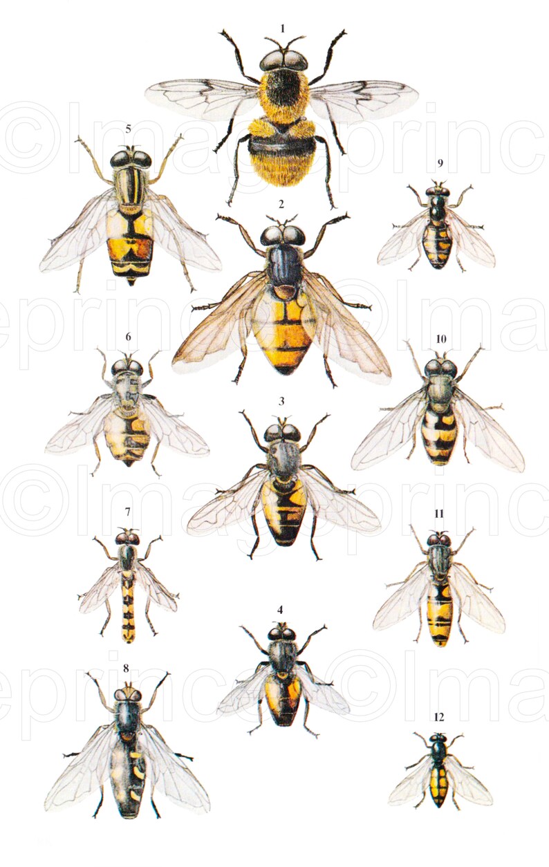 Insect Collage Sheets With Butterflies Ladybugs Beetles - Etsy