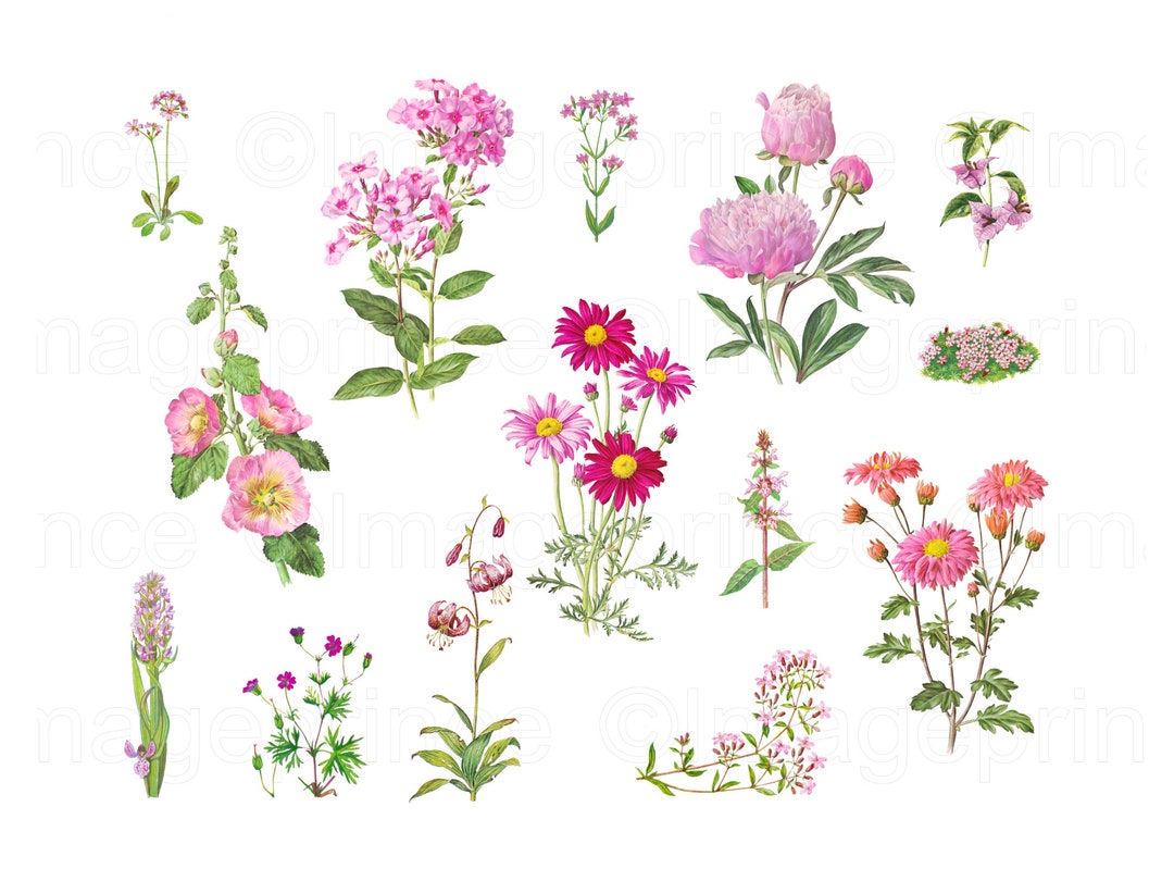 Pink Flower Clipart, Set of 14 Vintage Illustrations, Instant Download ...
