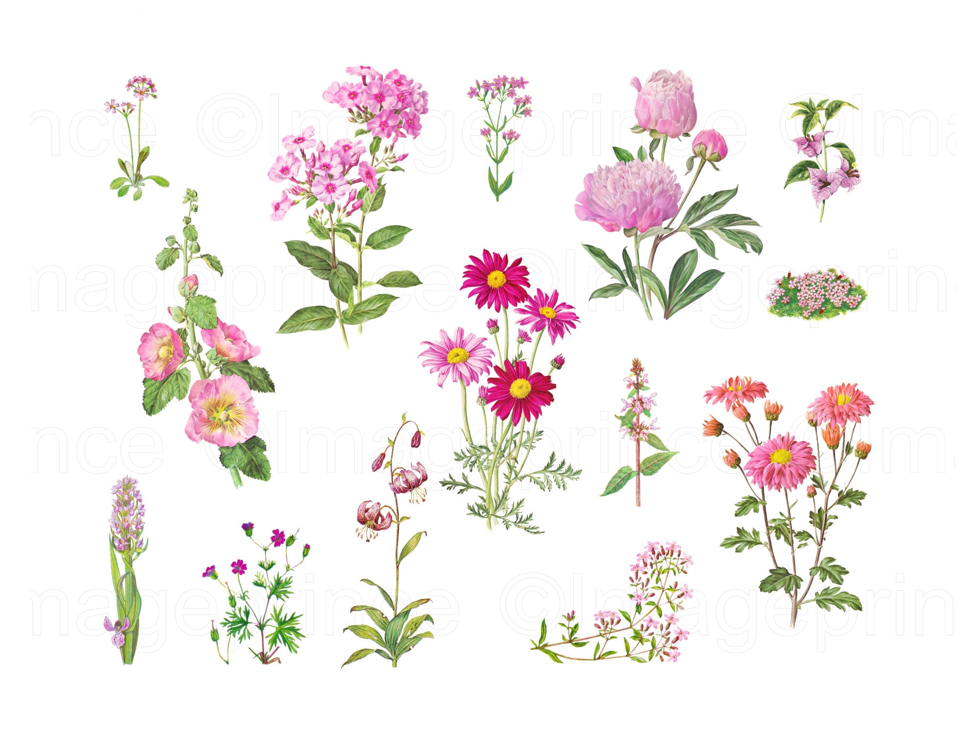 Pink Flower Clipart Set of 14 Vintage Illustrations Instant - Etsy