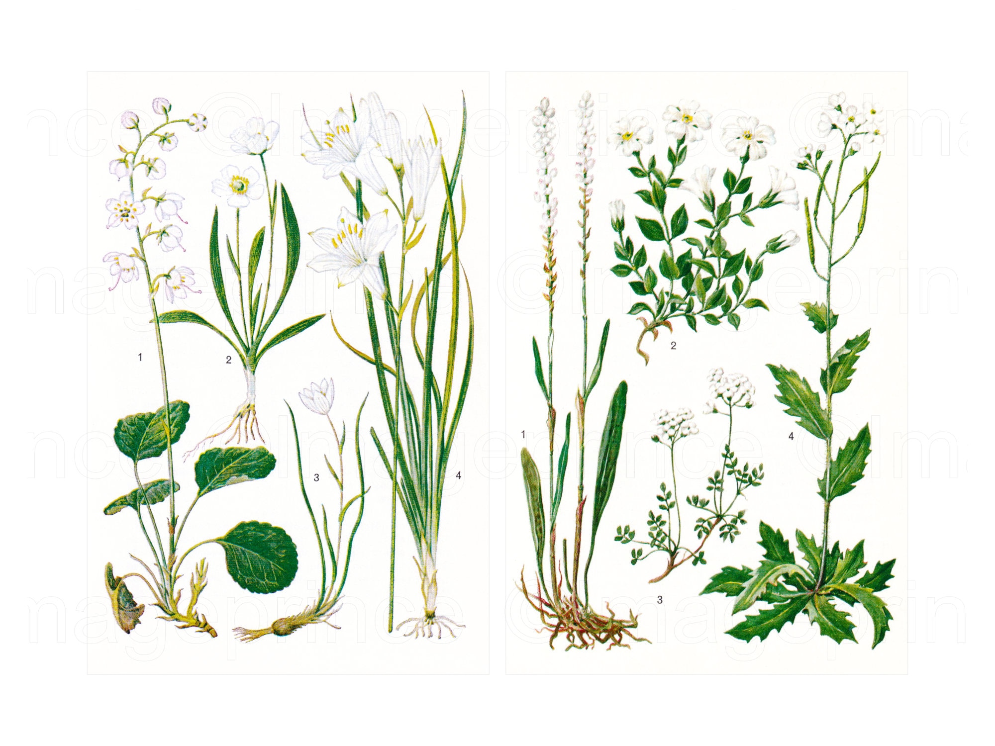 White Flower Illustrations, Printable Botanical Pages, Digital Download ...