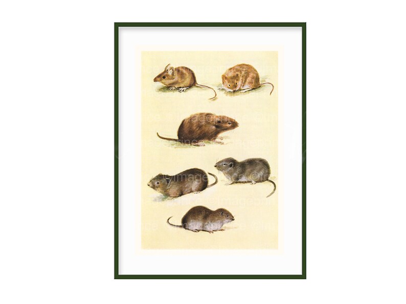 Mice Printable With Field Mouse, Harvest Mouse and Voles, Digital ...