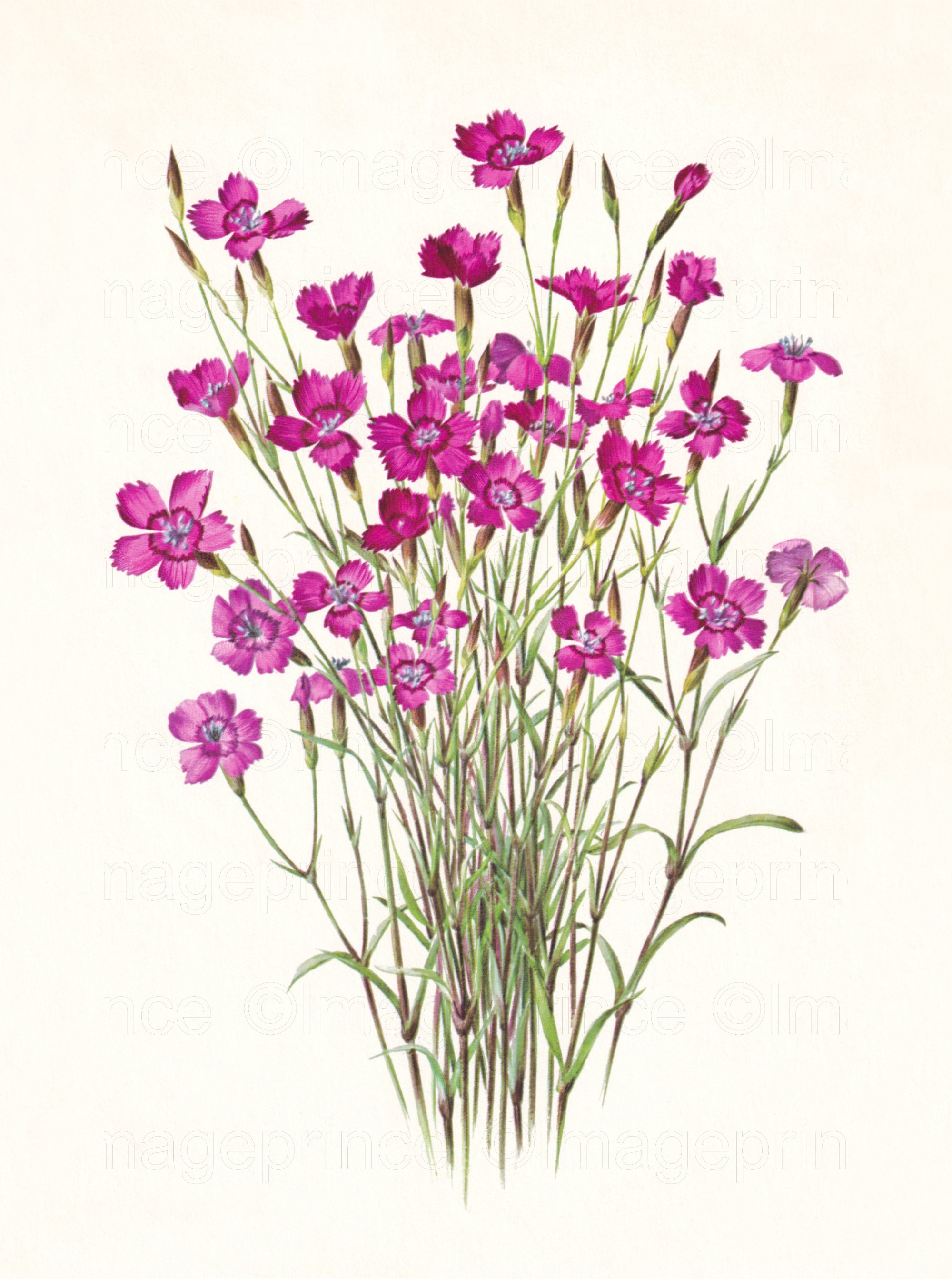 Pink Flower Illustrations, Printable Botanical Pages, Digital Download ...