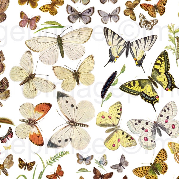 Butterfly Scrapbook - Etsy