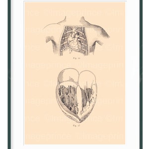 Antique Biology Posters, Human Heart, Lungs and Digestive Tract, Set of ...