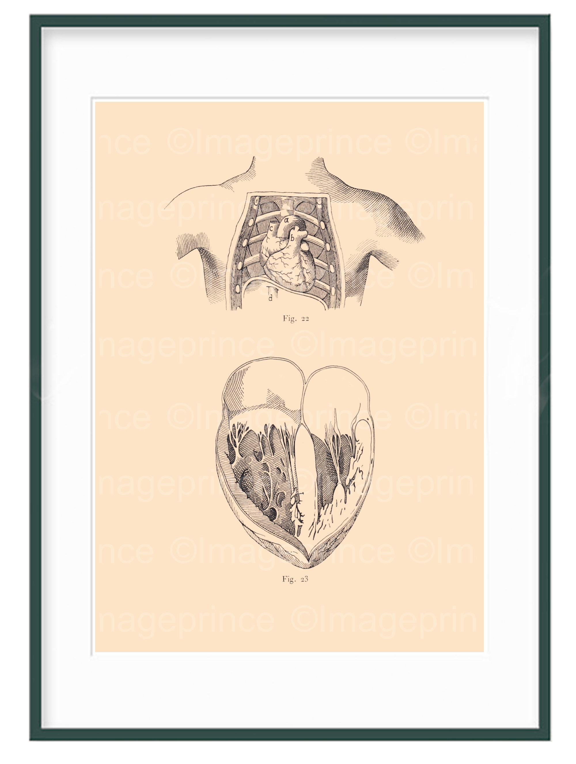 Antique Biology Posters, Human Heart, Lungs and Digestive Tract, Set of ...
