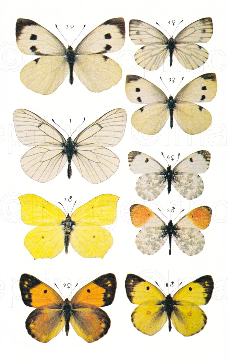 Insect Collage Sheets With Butterflies, Ladybugs, Beetles, Bees ...