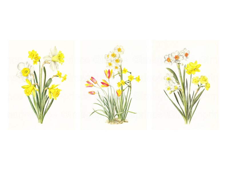 Narcissus Flowers, Set of 3 Wall Art, Spring Decor, Daffodils Digital ...