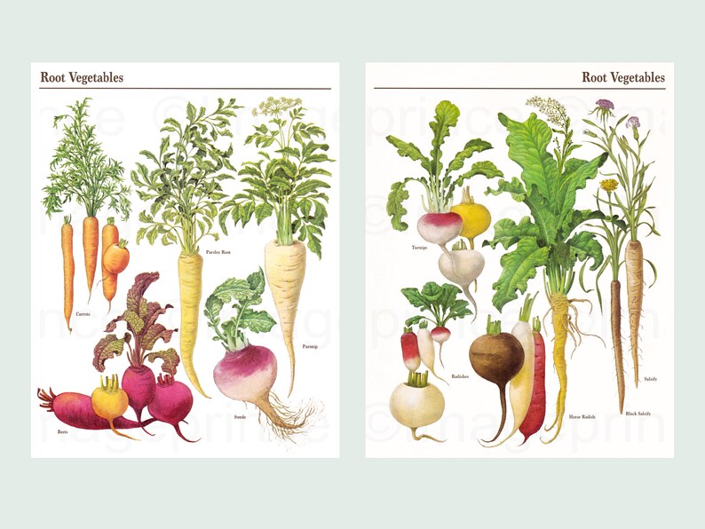 Root Vegetables Printable, Vintage Botanical Chart, Digital Download ...