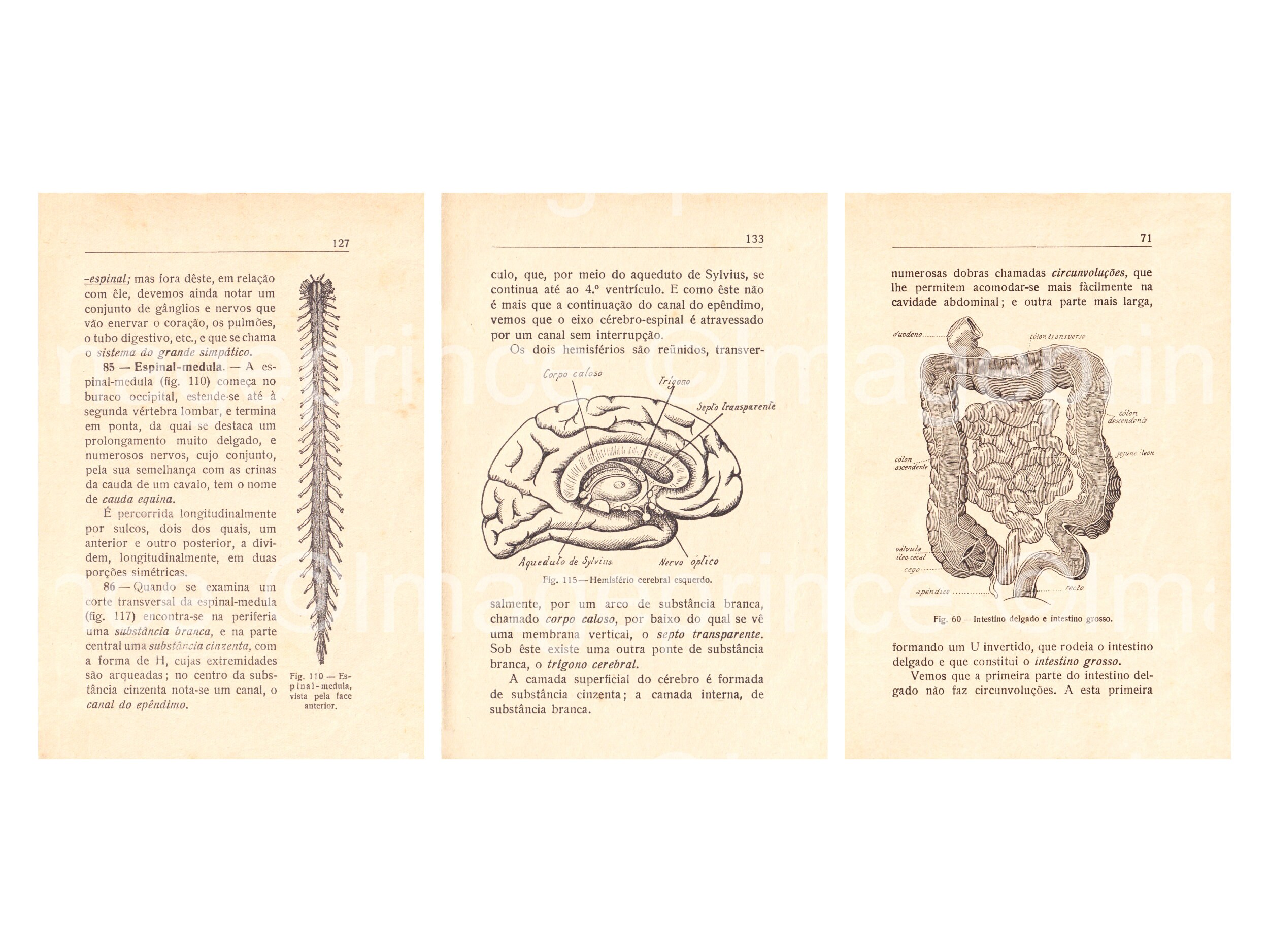 Old Anatomy Diagrams, Human Biology Illustrations, Digital Paper ...