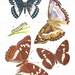 Butterfly and Moth Collage Sheets Instant Download for - Etsy
