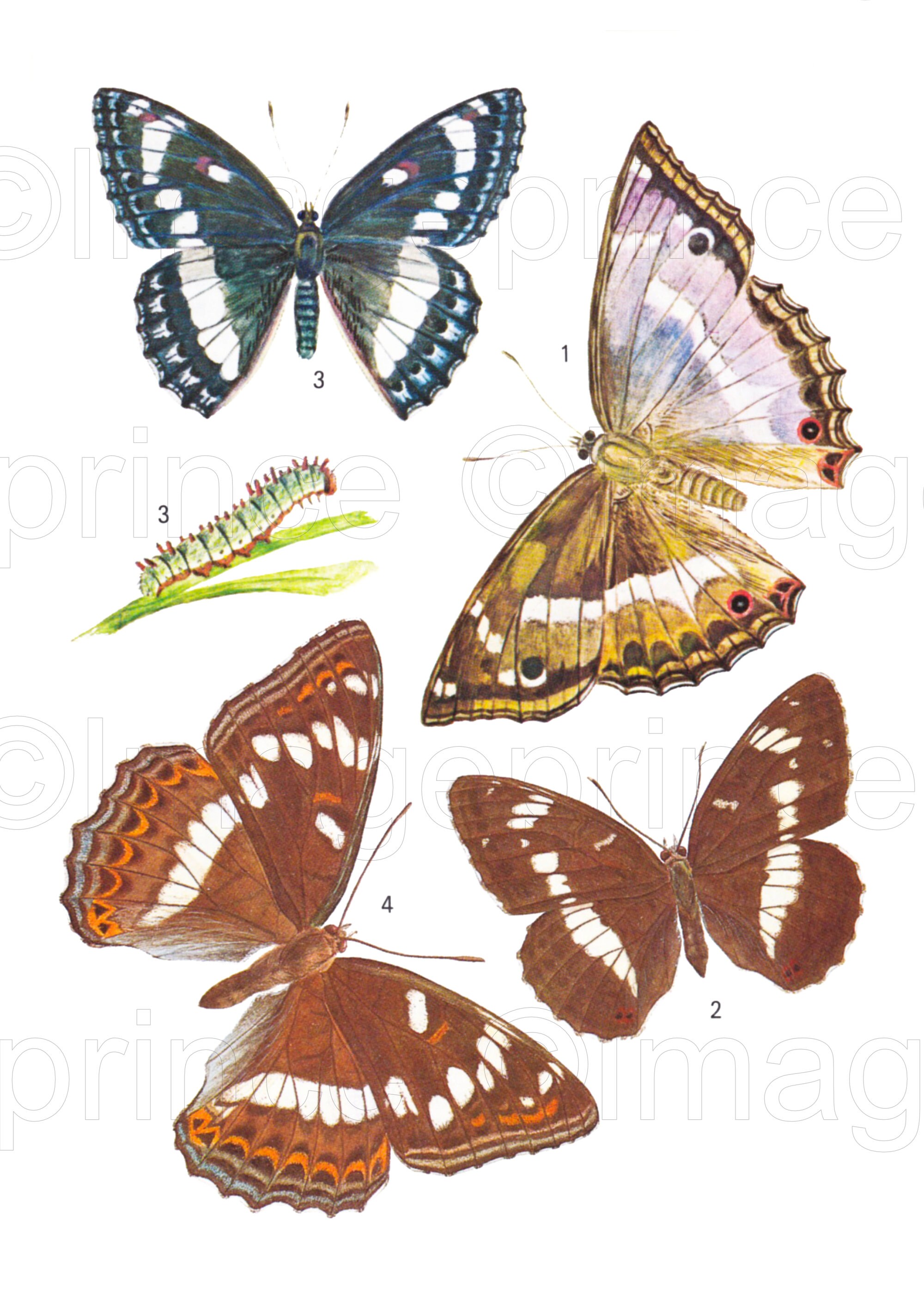 Butterfly and Moth Collage Sheets, Instant Download for Scrapbooking ...