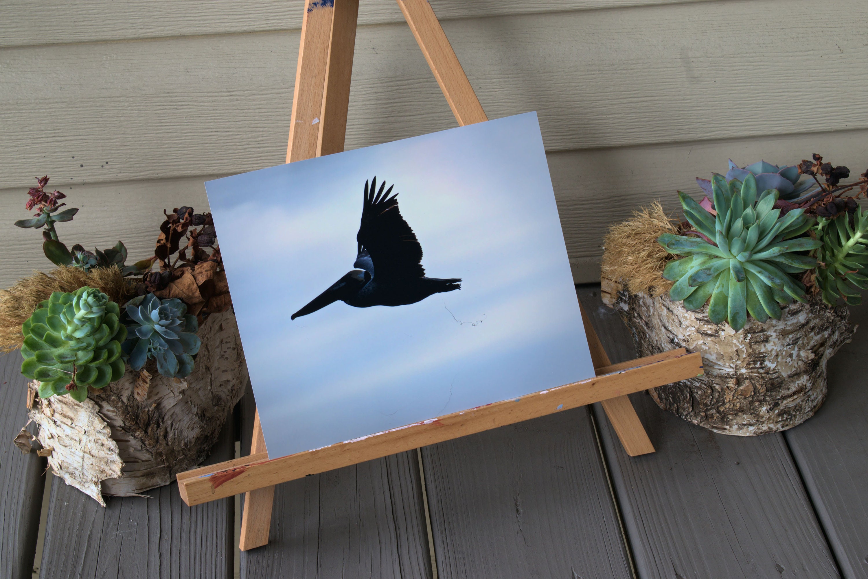 8x10 Nature Photography Print High Quality Pooping Pelican | Etsy