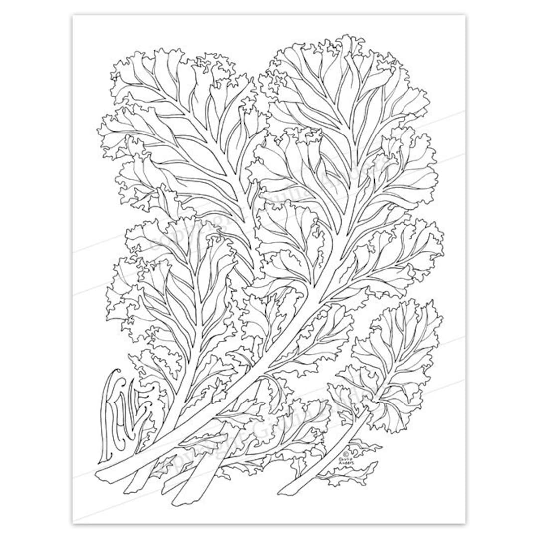 Kale, Printable Coloring Page, PDF, 8.5x11”, A4, Downloadable Adult ...