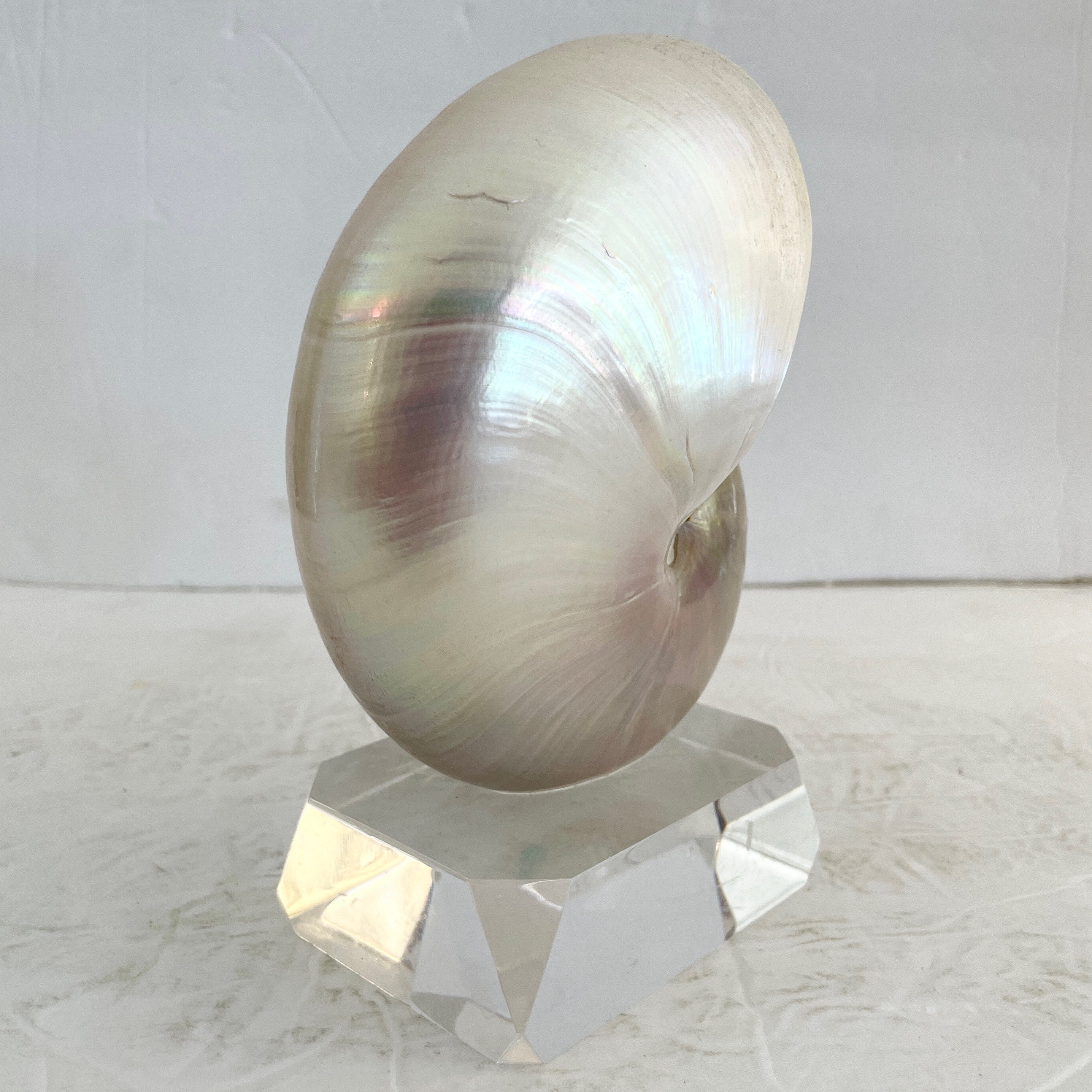 Shell on a Lucite Base - Etsy