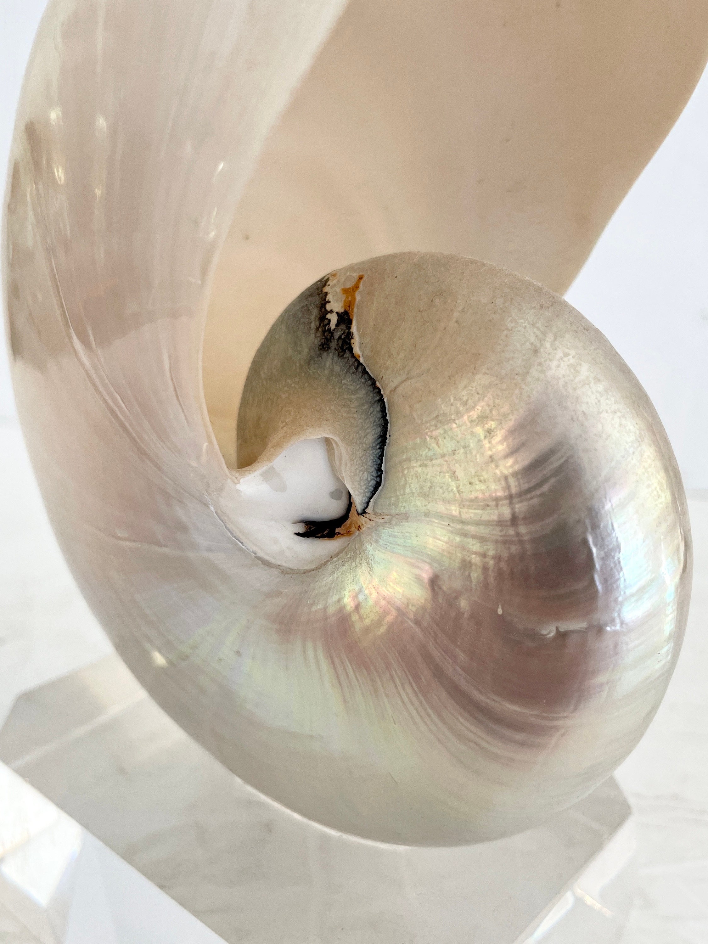 Shell on a Lucite Base - Etsy