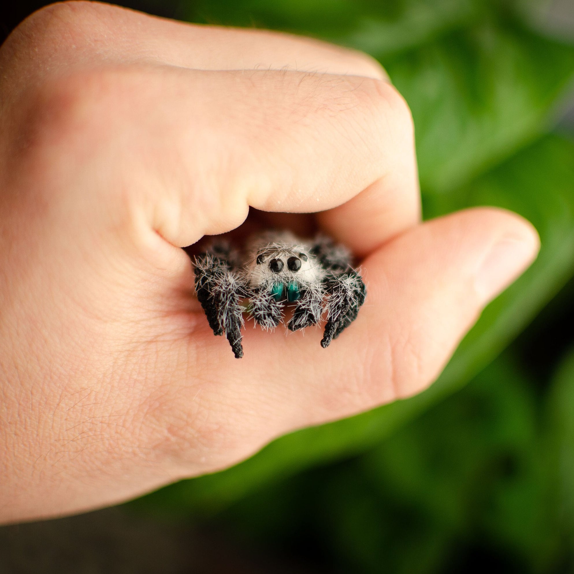 My Cute Little Spider