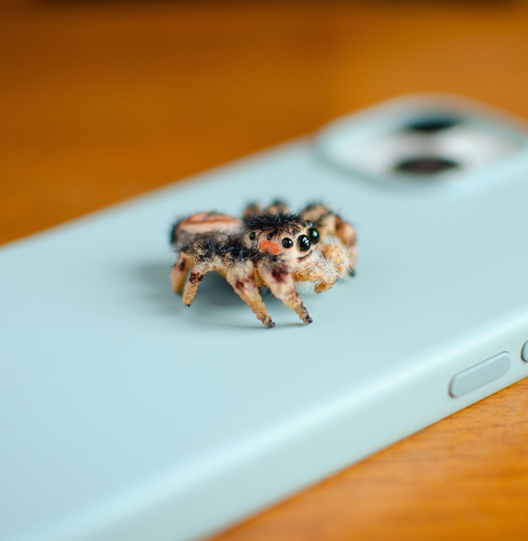 Tiny Baby Jumping Spider Realistic Figurine, Miniature Poseable Toy ...