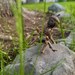 Handmade Acorn People Figurine, Nature Photography Prop - Etsy