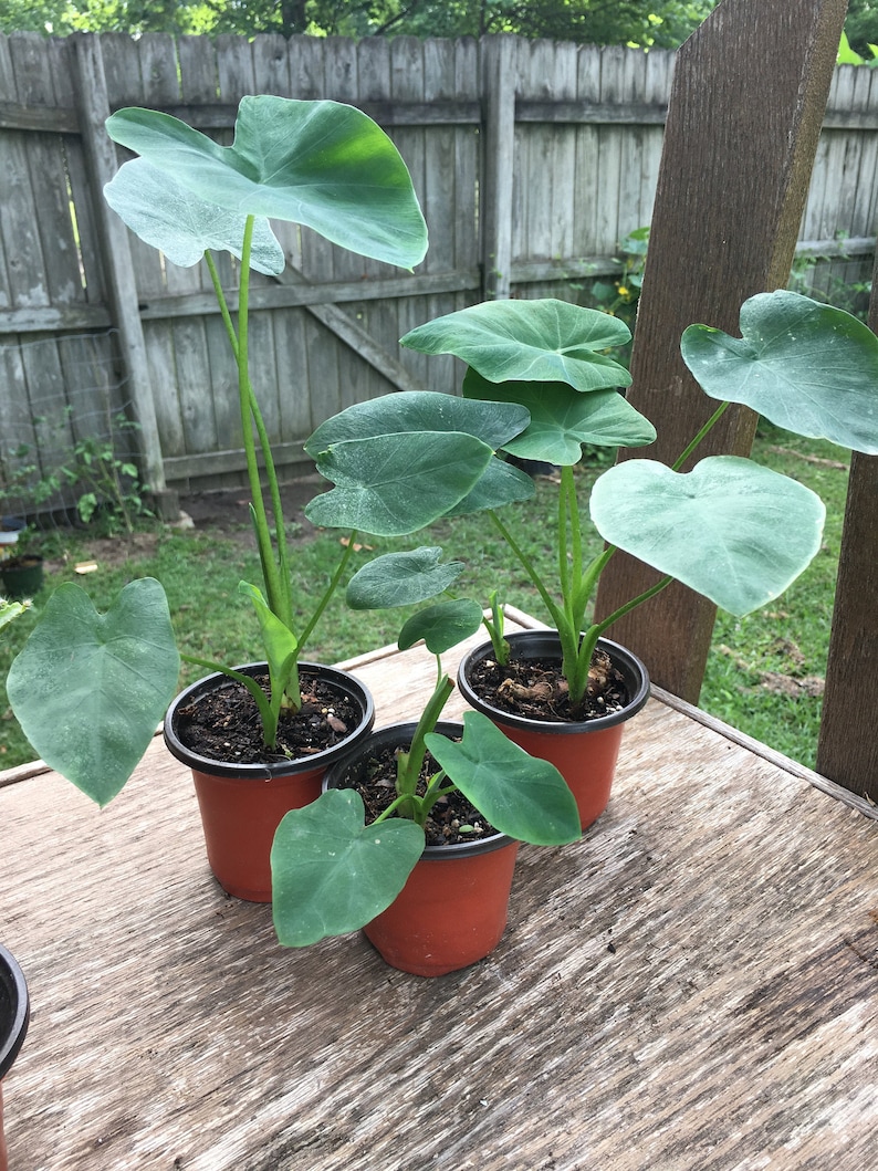 3 LIVE Kalo Eddo Colocasia Esculenta Gabi Elephant Ear Taro - Etsy