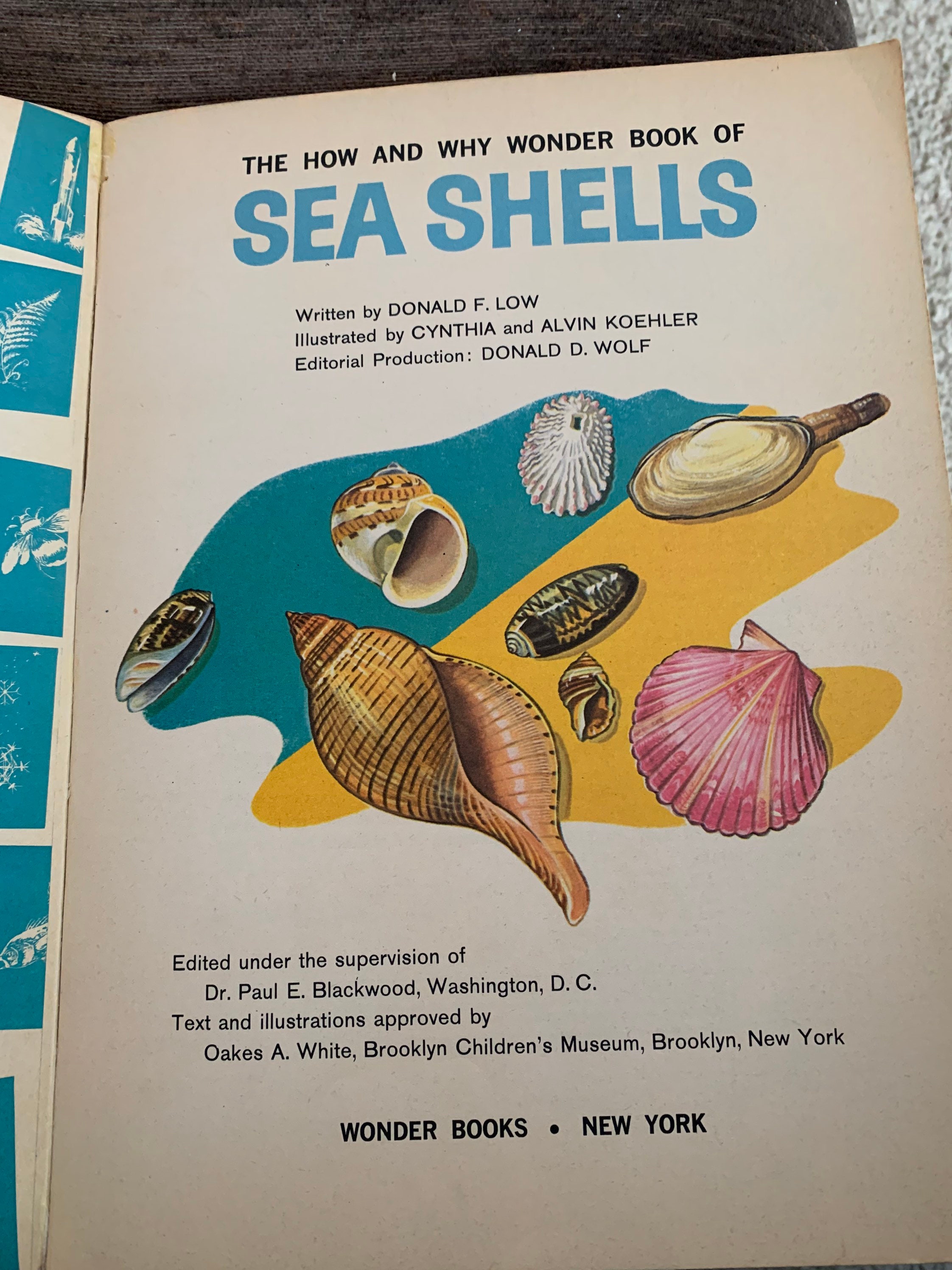 The How and Why Wonder Book of Seashells - Etsy