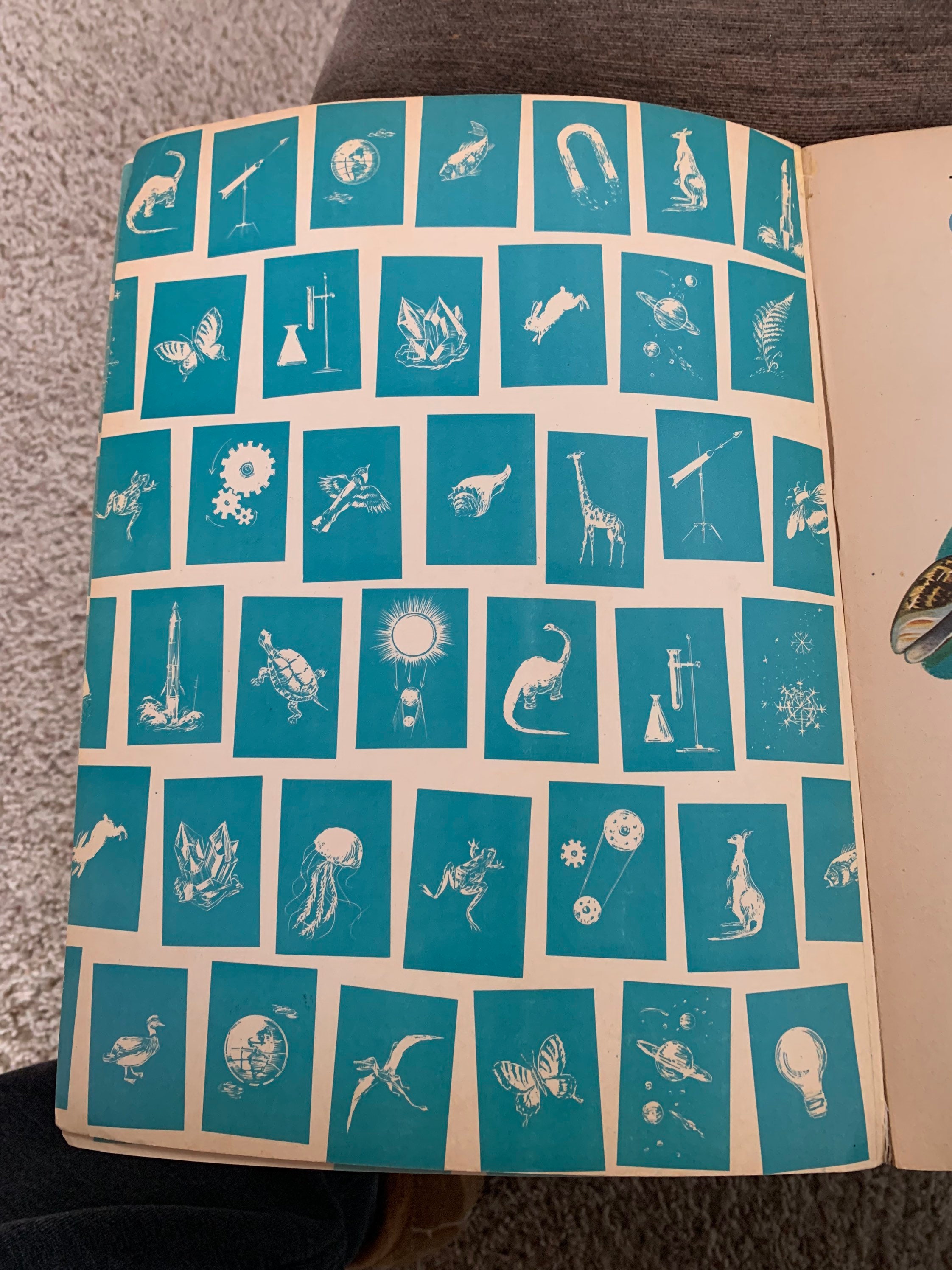 The How and Why Wonder Book of Seashells - Etsy