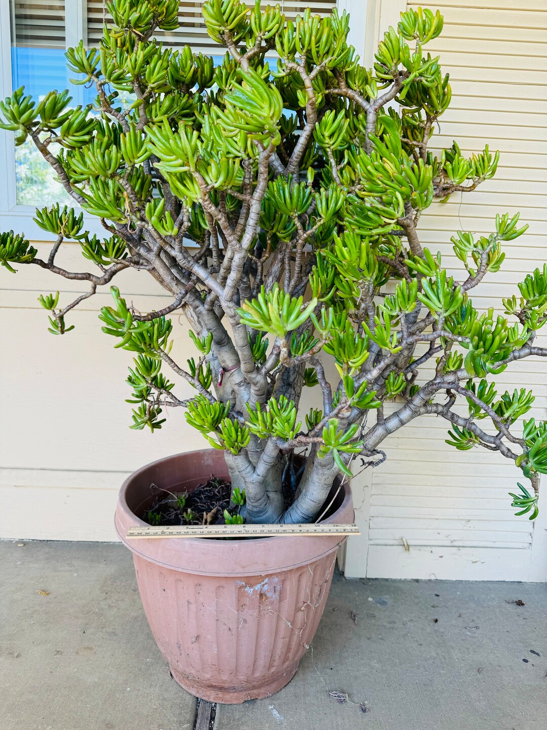 Huge Trumpet Jade Tree - Etsy