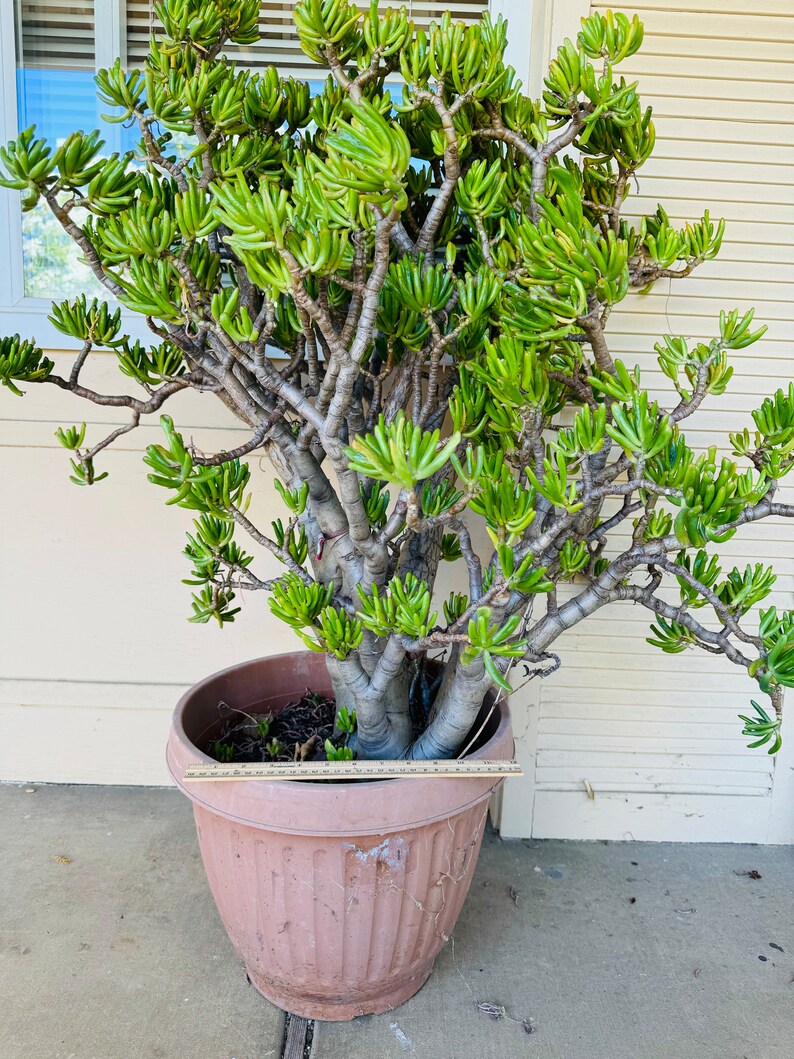 Huge Trumpet Jade Tree - Etsy