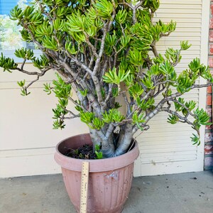 Huge Trumpet Jade Tree - Etsy
