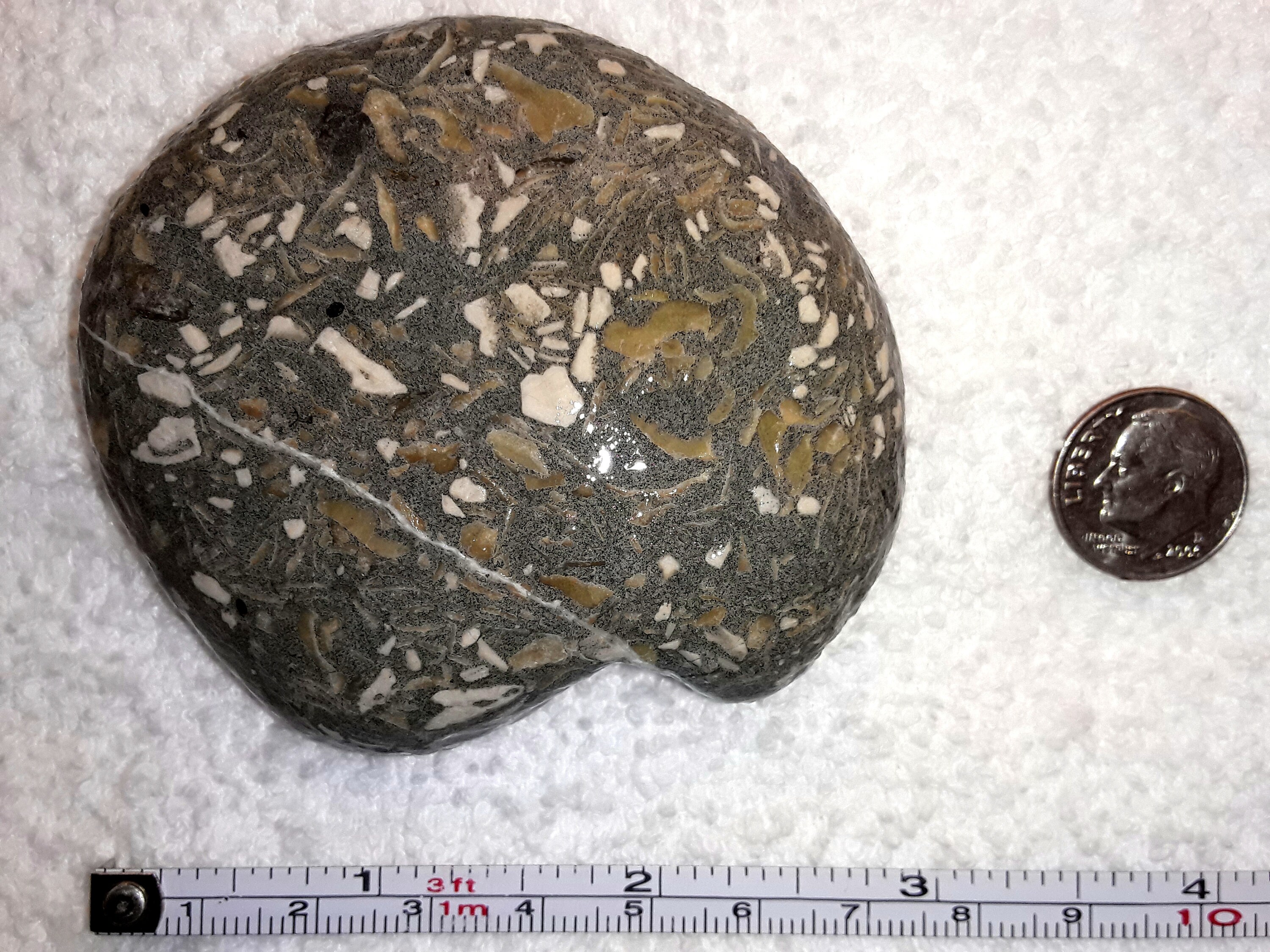 5 Metamorphosed Shell hash pieces | Etsy