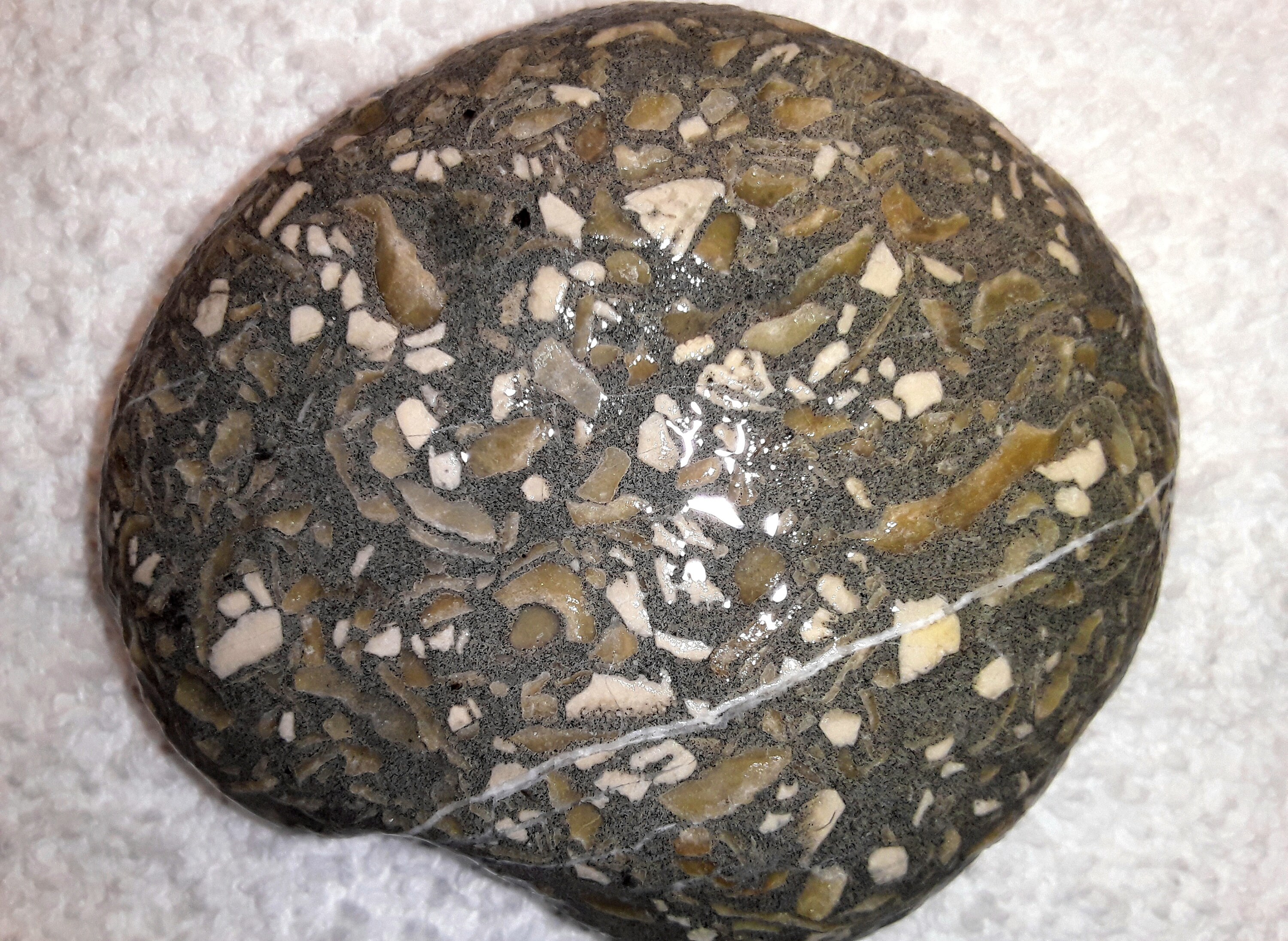 5 Metamorphosed Shell hash pieces | Etsy