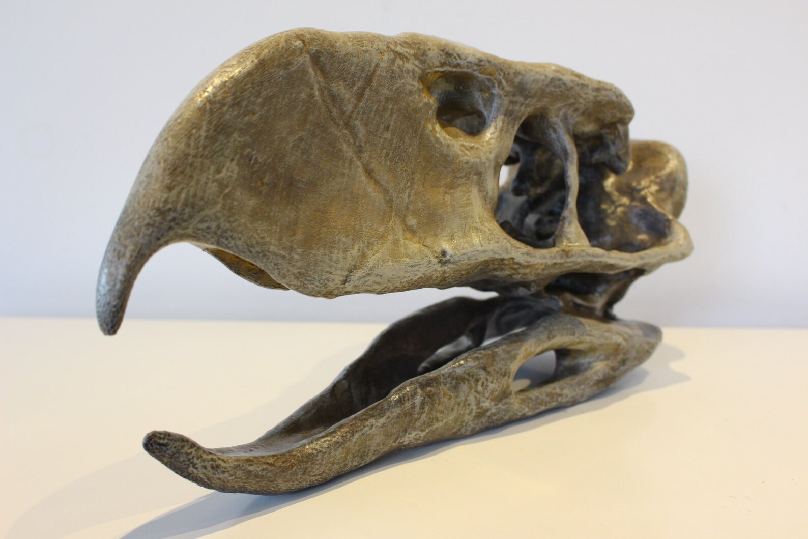 1:1 Terror Bird Skull / Terror Bird Skull | Etsy