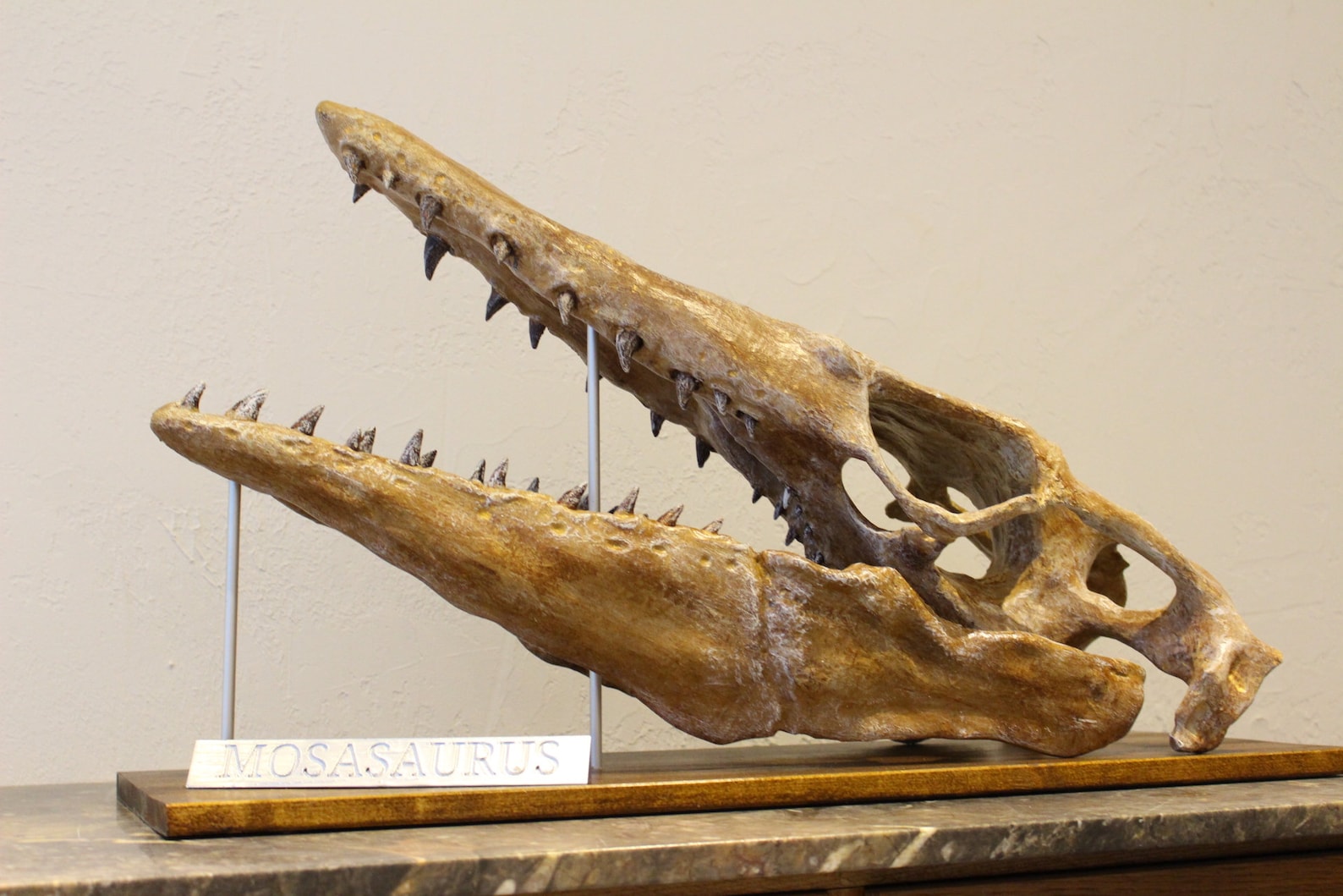 Limited Edition Mosasaurus Skull Fossil "flying Dutchman" - Etsy