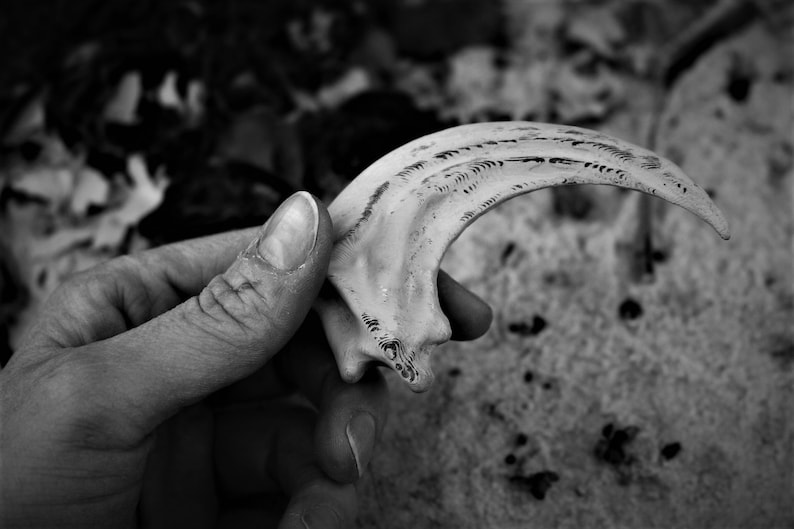 Raptor Claw Velociraptor unpainted - Etsy