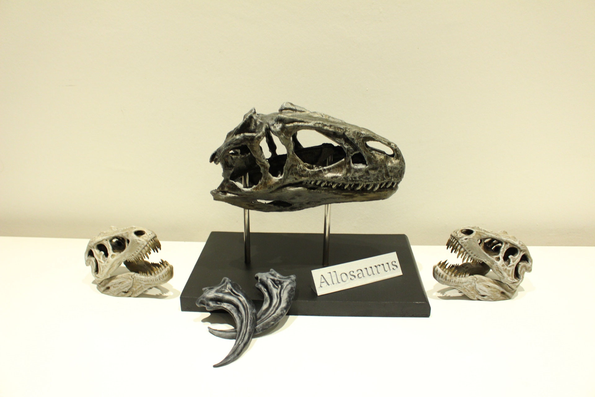 Allosaurus Schädel Fossil | Etsy