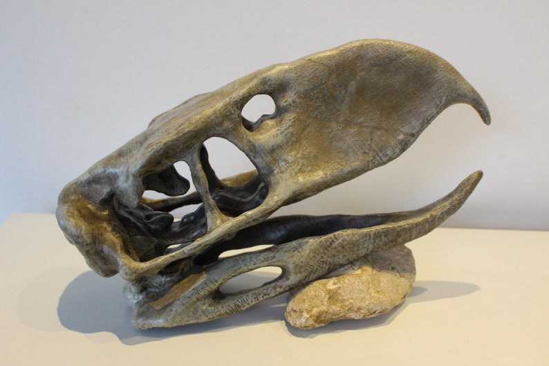 1:1 Terror Bird Skull / Terror Bird Skull - Etsy