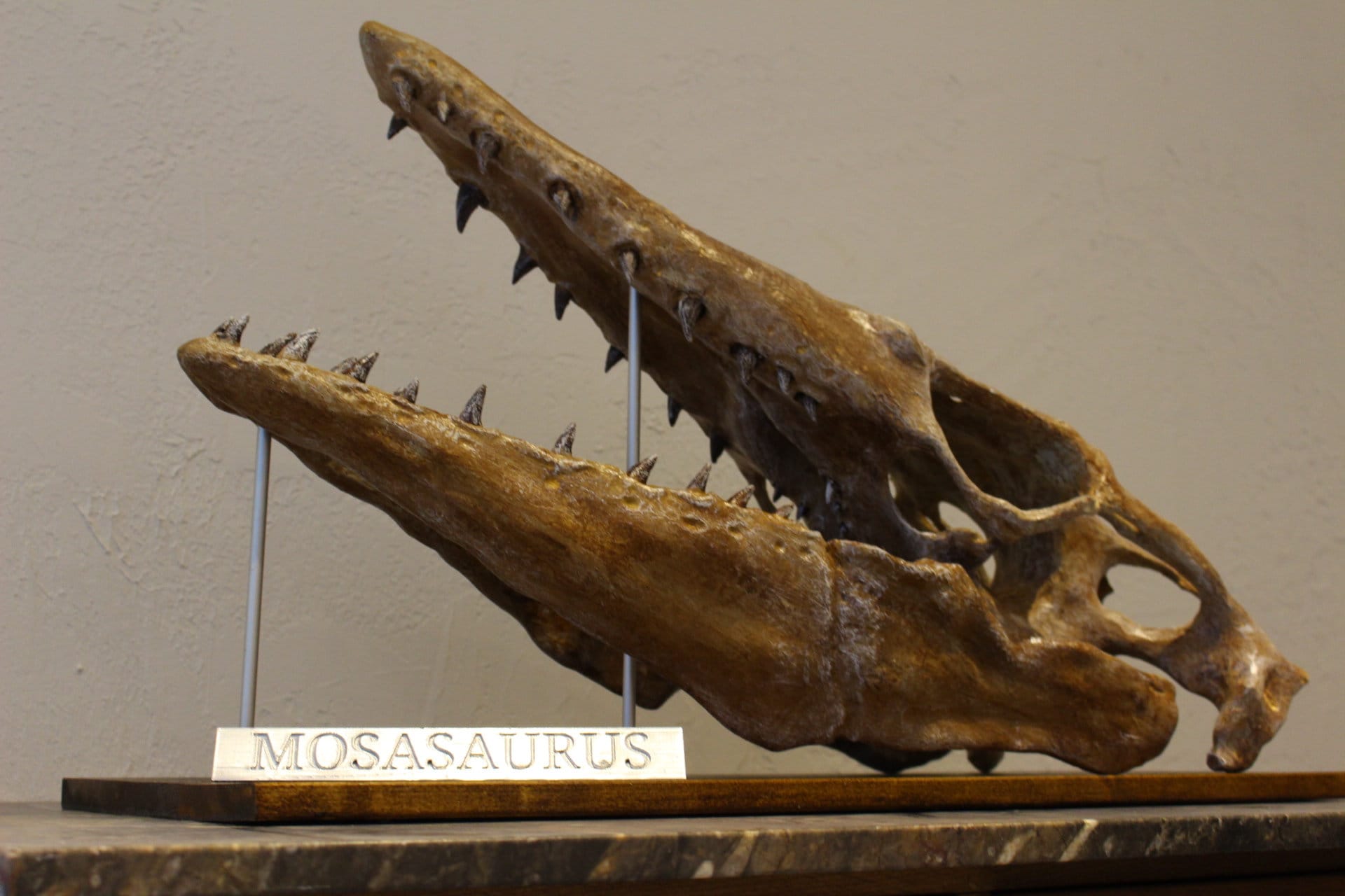 Limited Edition Mosasaurus Skull Fossil Flying | Etsy