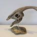 Unique Piece: Parasaurolophus Skull Dinosaur Fossil / Dinosour Skull - Etsy