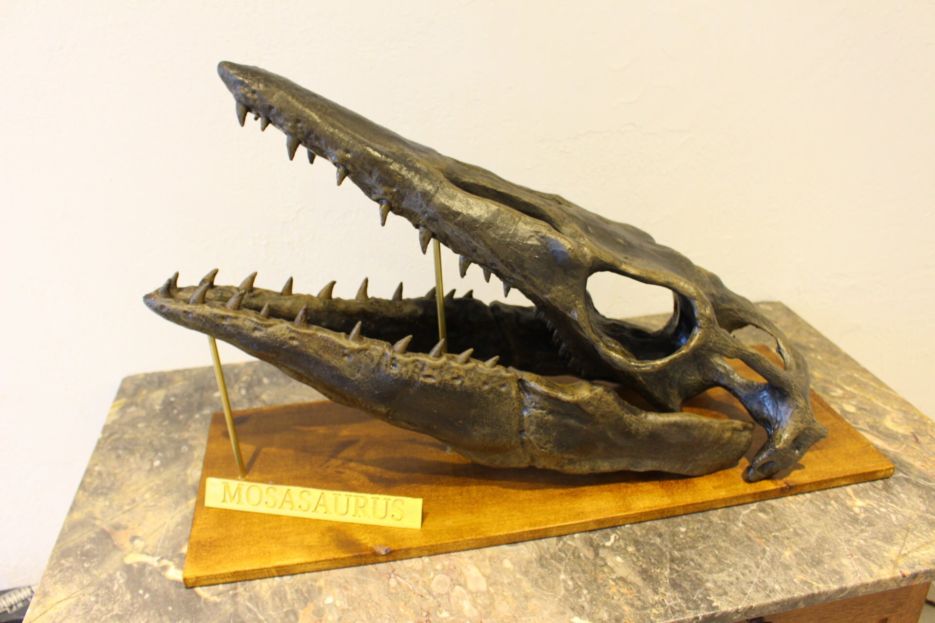 Limited Edition Mosasaurus Skull Fossil black - Etsy UK