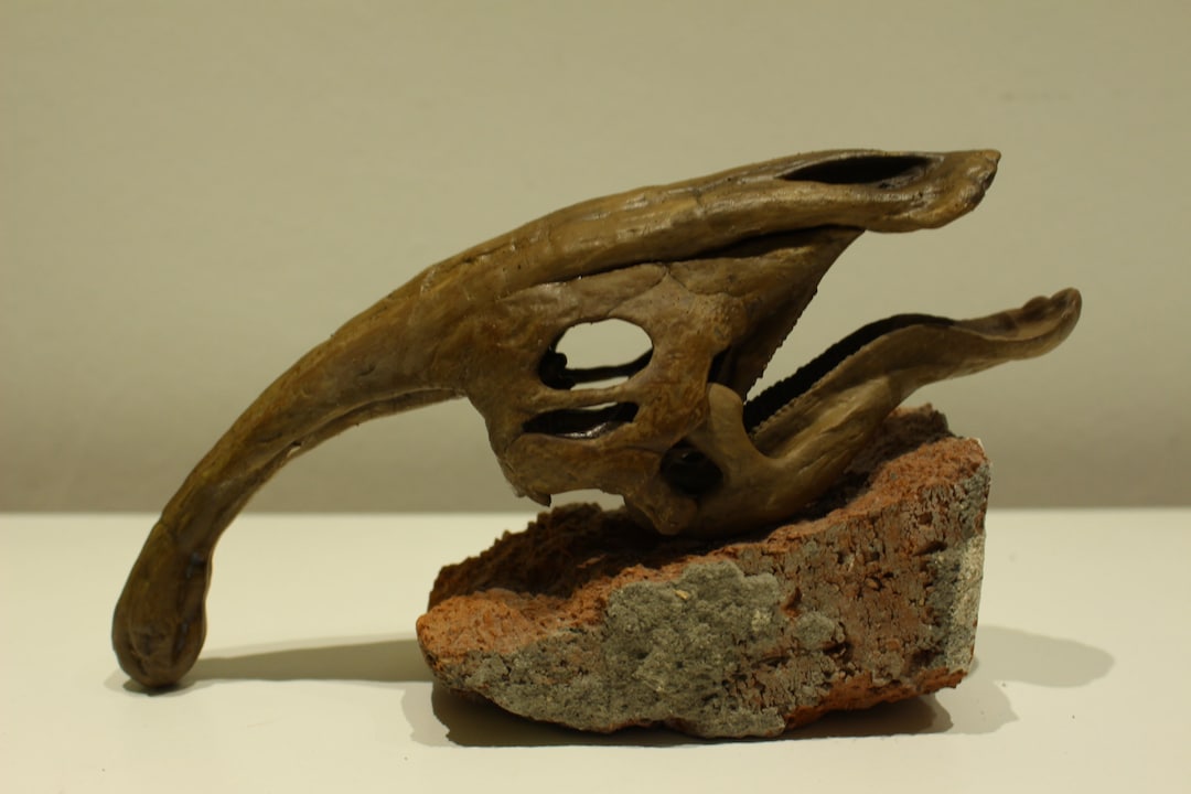 Parasaurolophus Skull Dinosaur Fossil / Dinosaur Skull - Etsy