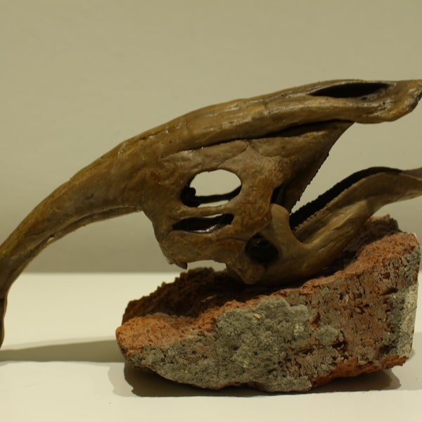 Parasaurolophus Fossil - Etsy