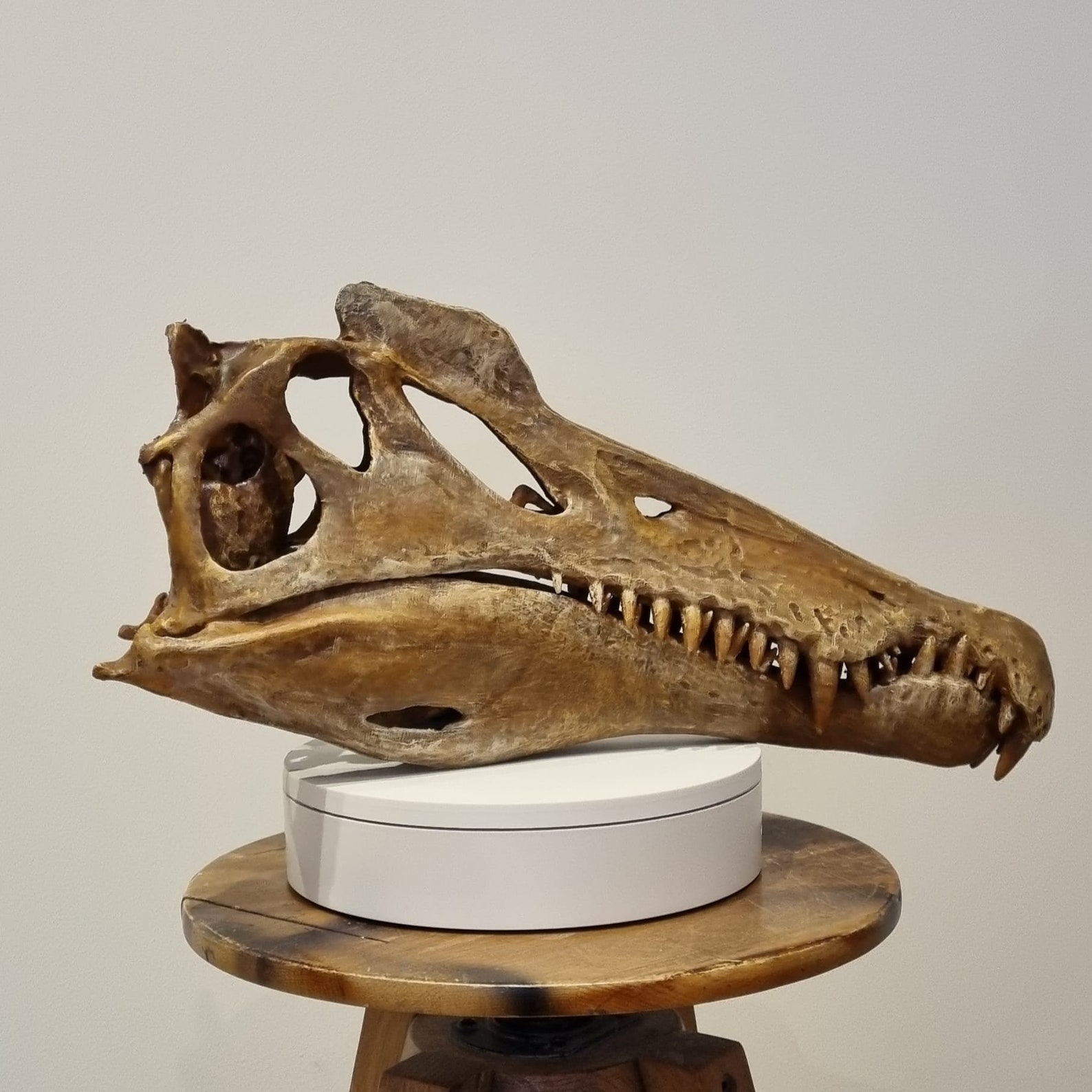 Giant Spinosaurus Schädel (replika) - Etsy