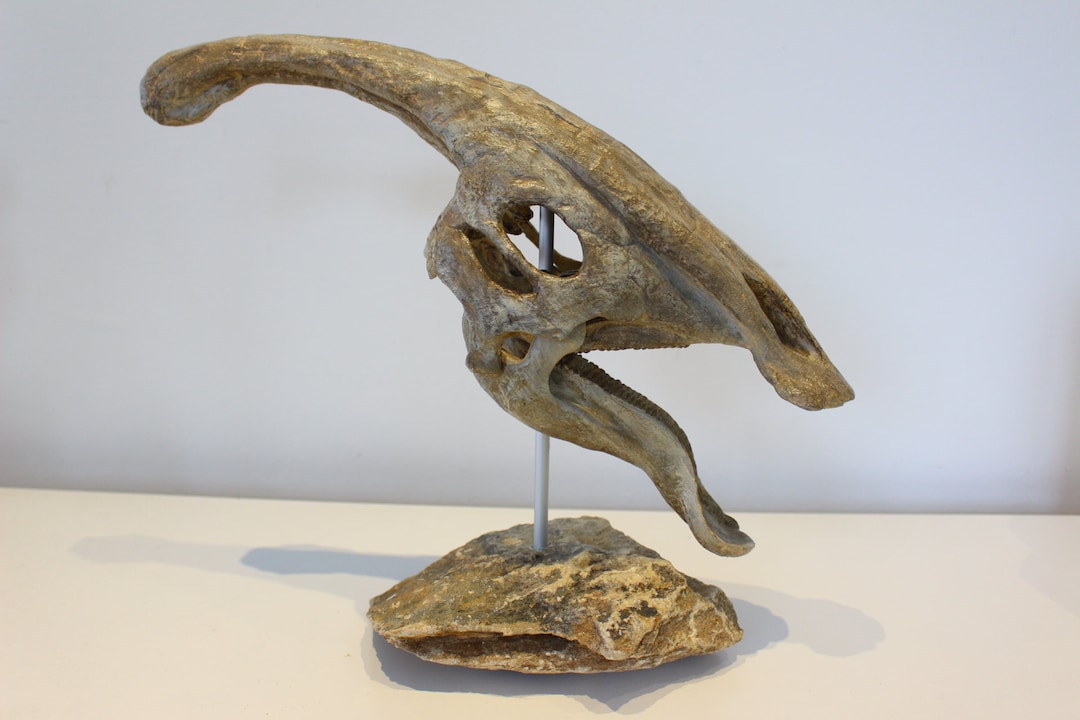 Unique Piece: Parasaurolophus Skull Dinosaur Fossil / Dinosour Skull - Etsy