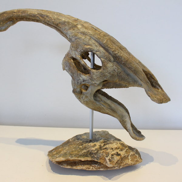 Parasaurolophus Fossil - Etsy