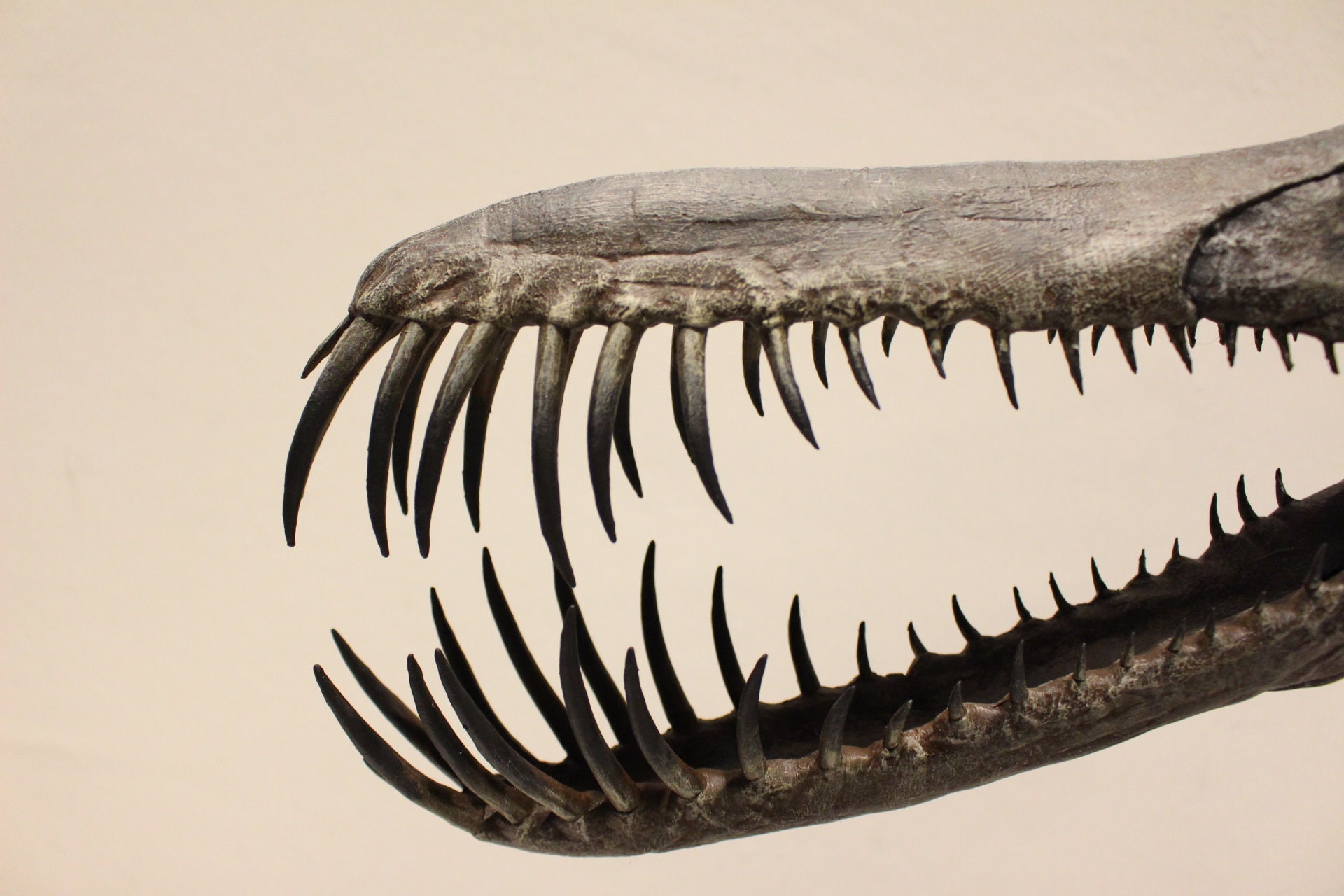 Pterosaur Dino Skull "the Beast" - Etsy