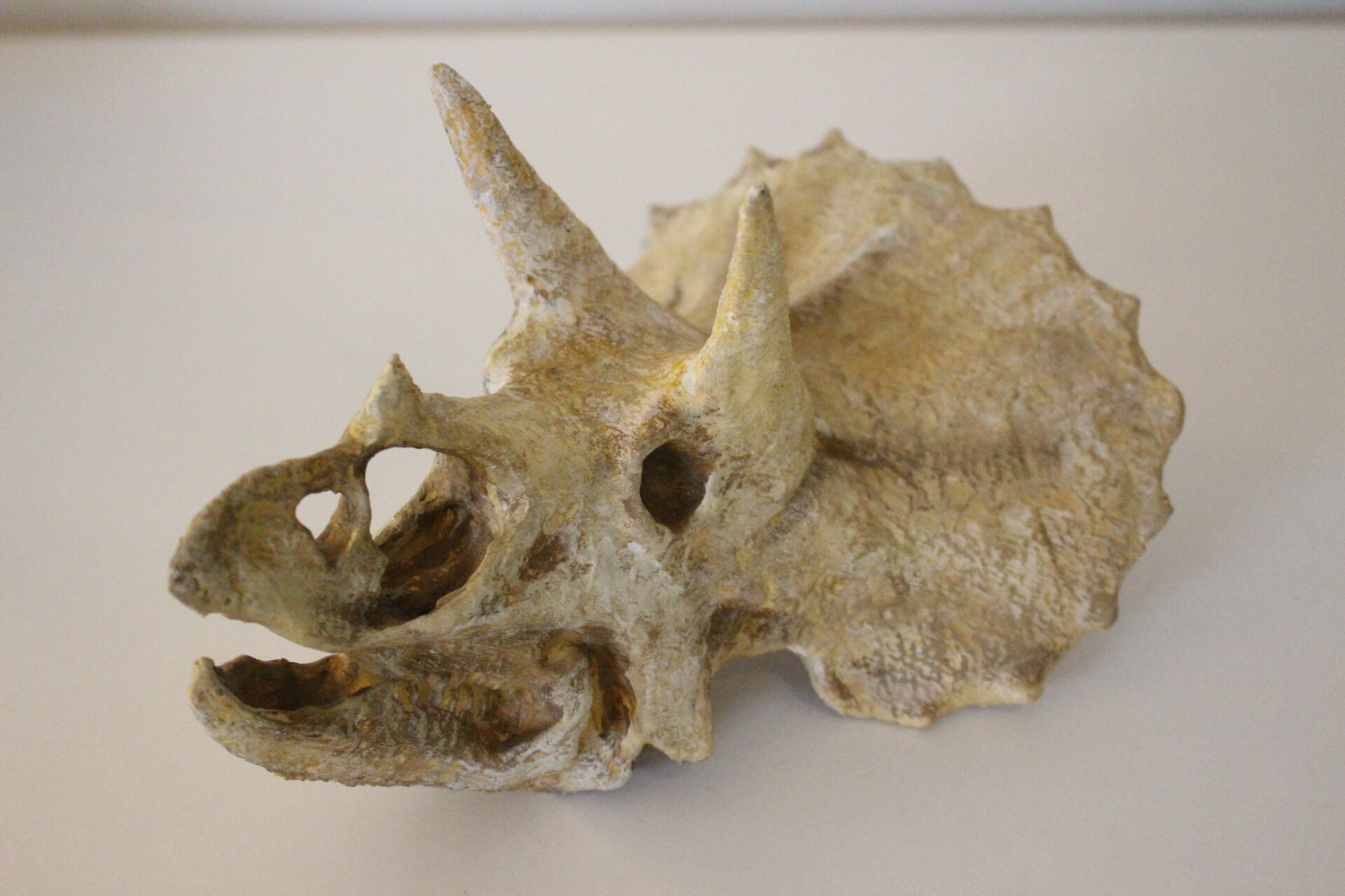 Triceratops skeleton skull unique | Etsy