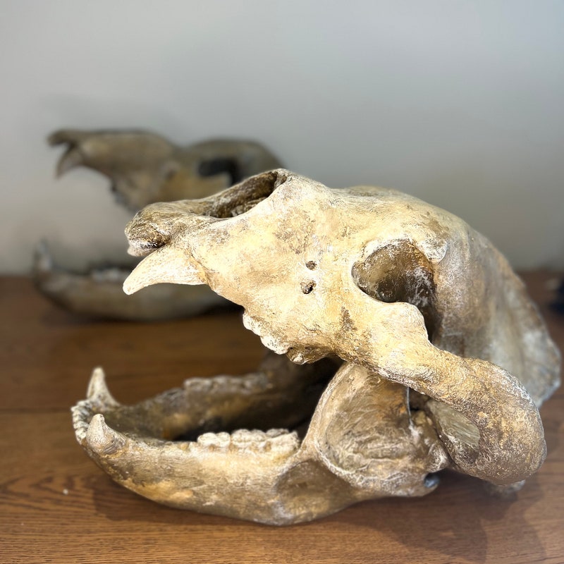 Bear Skull - Etsy